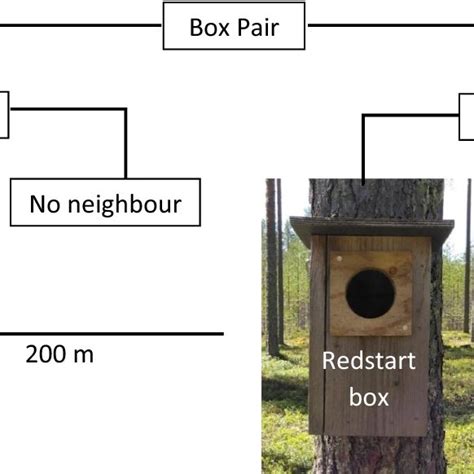 Redstart Nest Box Pair Design With One Control And One Neighbour Download Scientific