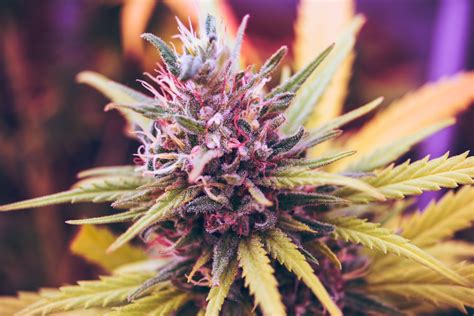 9 Main Cannabinoids You Need To Know About World Of Weed