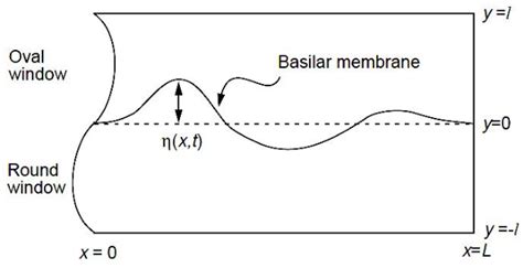 Figure 1 From Computational Model Of The Cochlea Using Resonance