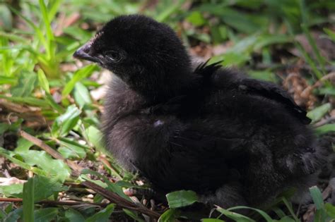 Black Sex Link Reichs Poultry