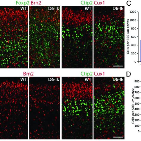 More Deep Layer Neurons And Fewer Upper Layer Neurons Following