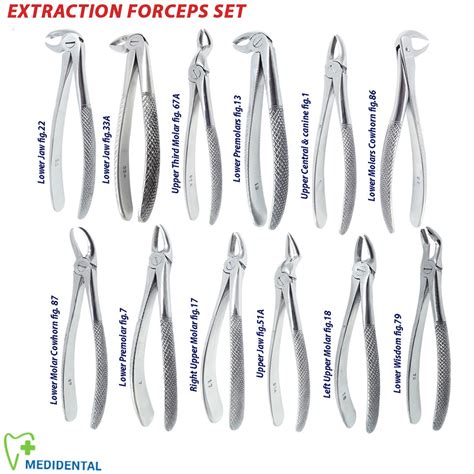Extraction Forceps Names And Uses At Christopher Romero Blog