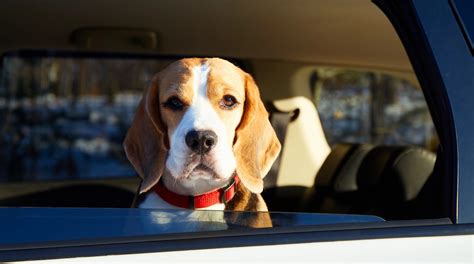 Укрзалізниця оновила правила перевезення тварин в поїздах що змінилося Читайте на Ukr Net