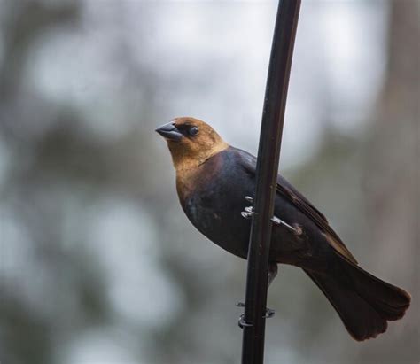 Close Up Of Bird Perching Premium Photo