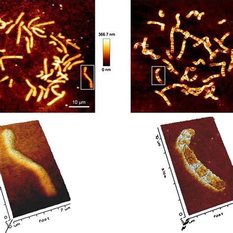 Visualization Of Human Chromosomes Using The Atomic Force Microscope Download Scientific