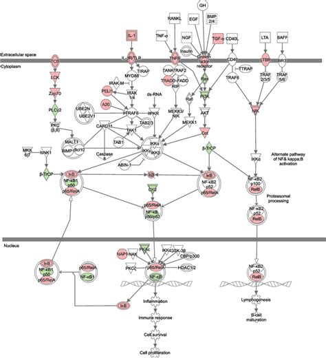 Activation Of The Nf κb Pathway Genes Marked In Red Are Up Regulated