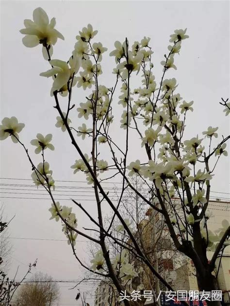 安國路邊的玉蘭花開放了好漂亮 每日頭條