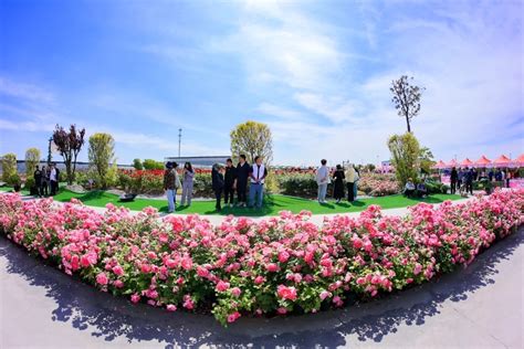 五月遇见“玫”好 青浦区首届夏阳玫瑰文化旅游节开幕