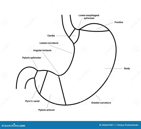 Stomach Sections Diagram Stock Vector Illustration Of Rugal 282641001