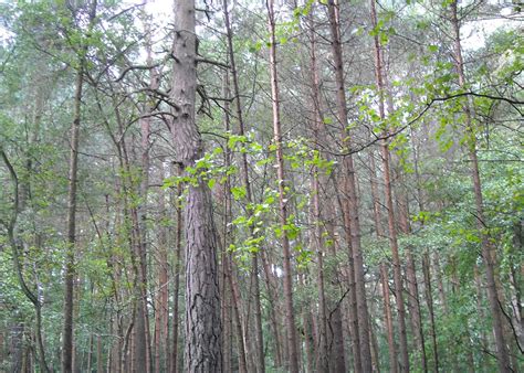 TREE INSPECTION HAZARD EVALUATION GRS Trees