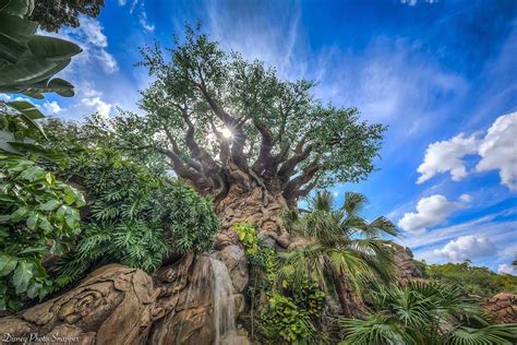 8 Totally Cool Things About The Tree Of Life At Walt Disney World