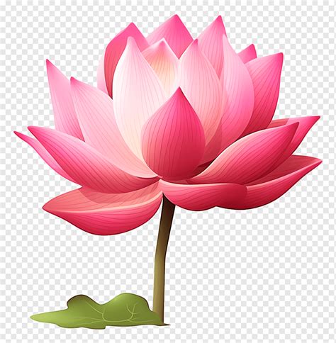 물 위에 떠 있는 분홍색 연꽃 꽃잎 Png Pngwing