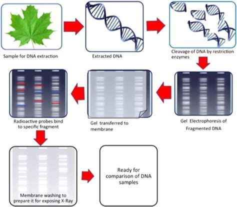 Pictorial View Methodology Of Rflp Download Scientific Diagram