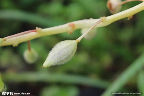 凤仙花果实摄影图 花草 生物世界 摄影图库 昵图网