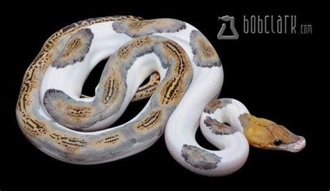 Pied Reticulated Python By Bob Clark Reptiles