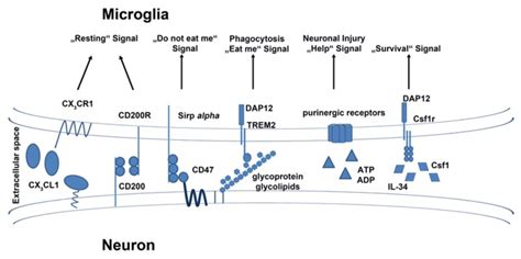 Factors Regulating Microglia Activation Pmc