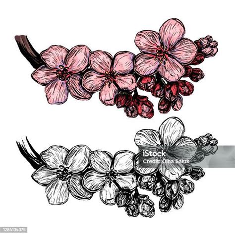 사쿠라의 피는 지점 손으로 그린 벡터 그림 흰색으로 격리된 윤곽및 색상 도면 집합입니다 빈티지 조각 스타일 식물 스케치 디자인 카드 인쇄 포스터 등의 요소 0명에 대한 스톡