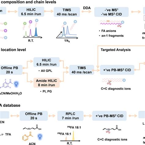 The Workflow For Deep Profiling Of Phospholipids A Hilic Tims Msms In