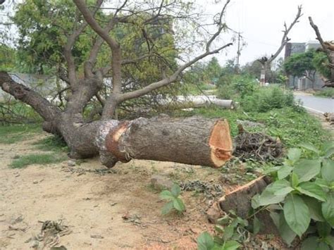 Forest department officers are sleeping continuous felling of teak trees in the forest नरवल