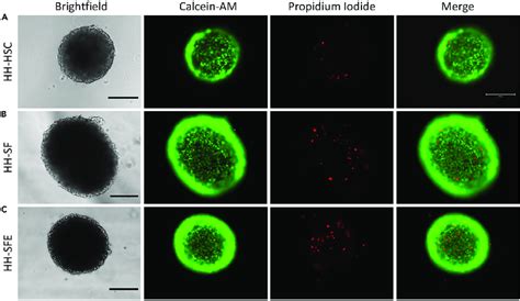 Viability Assessment Of Multicellular Spheroids A C Hh Hsc Spheroids