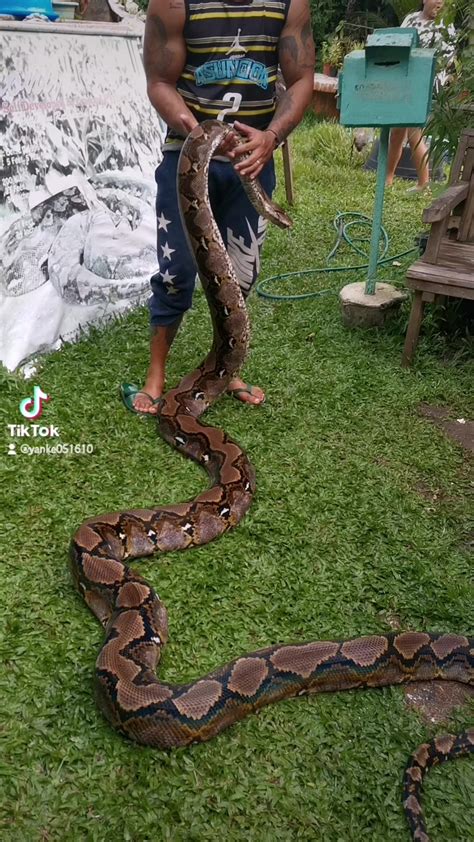 Bohol Native Python And Wildlife Park Alburquerque