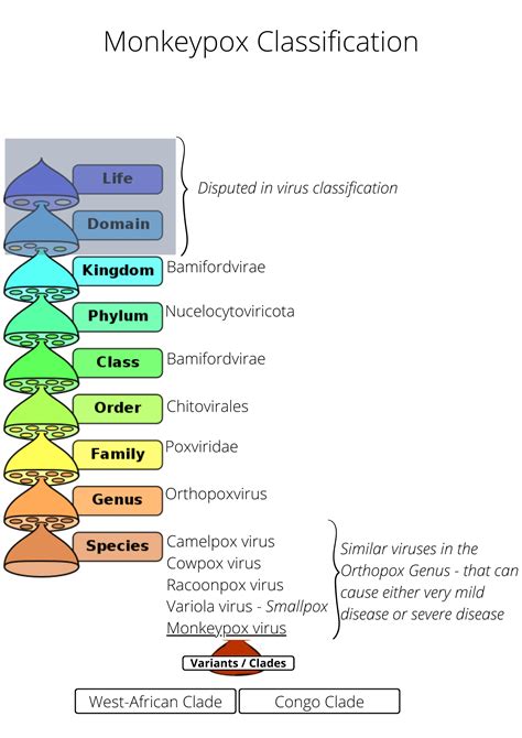 What Is Monkeypox And Is It Dangerous Discover The Answers In Post 1