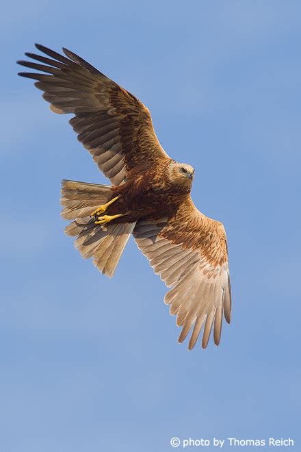 Fliegendes Rohrweihen Weibchen Thomas Reich Bilderreich