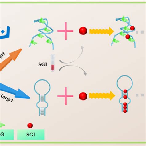 Scheme Of The Structure Switching Fluorescence Method For Mg Detection