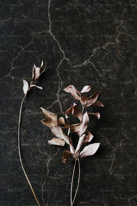 잎이있는 식물 사진 Unsplash의 자연의 이미지