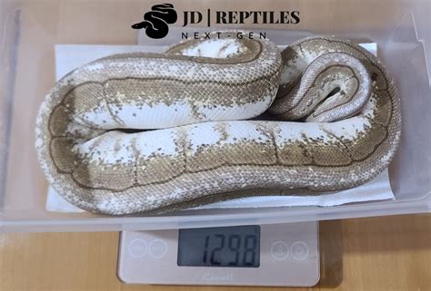 Lesser Pinstripe Spider Ball Python By Jd Reptiles Next Gen Morphmarket