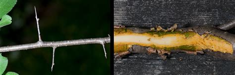 Common Buckthorn Invading Michigan The Michigan Nature Guys Blog