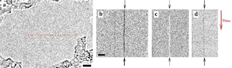 Figure S2 A Individual Ccd Frame From An Image Sequence The Aligned