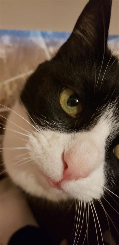 My Adopted Tuxedo Socks R Tuxedocats