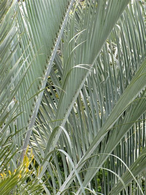 Triangle Palm Tree Dypsis Decaryi Urban Perennials