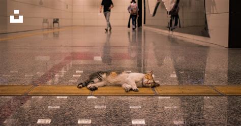 바닥에서 자고있는 옥양목 고양이 사진 Unsplash의 무료 이스탄불 이미지