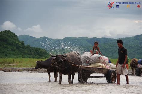 필리핀 관광부 “누런 소와 검은 소 중 어느 소가 더 맛있습니까” 옛날 옛적에 세종대왕의 가장