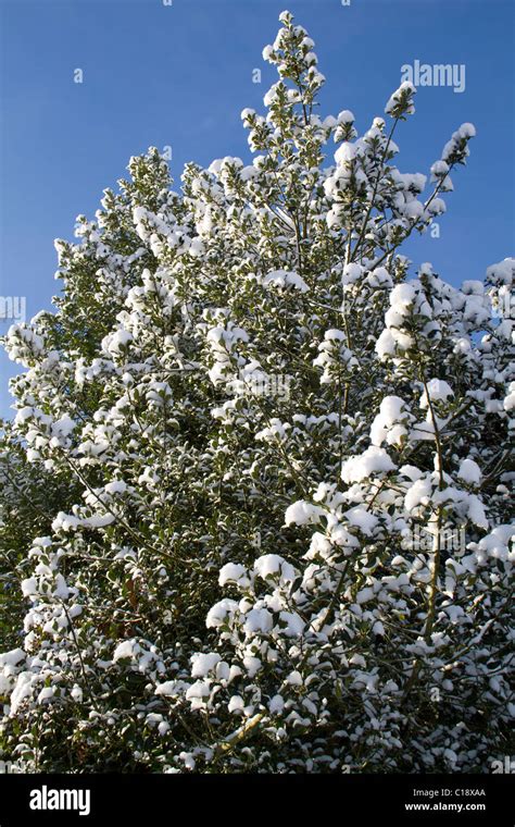 Holly Snow Hi Res Stock Photography And Images Alamy