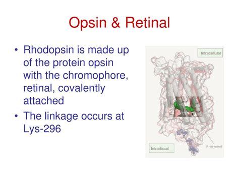 Ppt Rhodopsin Powerpoint Presentation Free Download Id 2751030