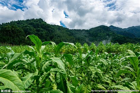 烟草种植摄影图 田园风光 自然景观 摄影图库 昵图网