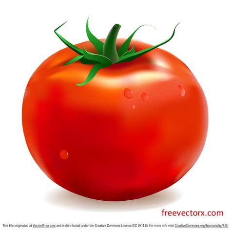 Vector Tomato Png