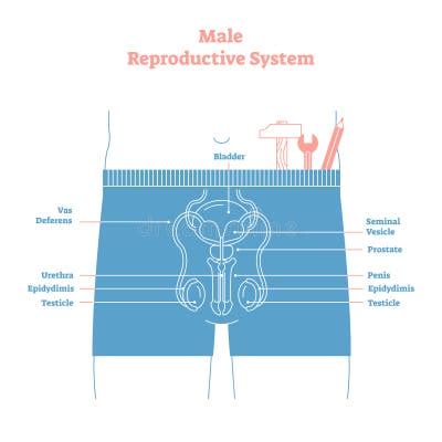 Artistic Labeled Diagram Stock Illustrations 37 Artistic Labeled
