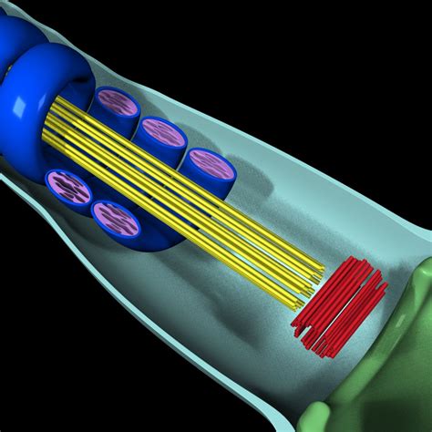 Human Sperm Cell Structure 3d Model 79 Ma Obj Fbx Free3d