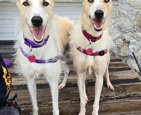 Sophie And Sissy Kc Regap