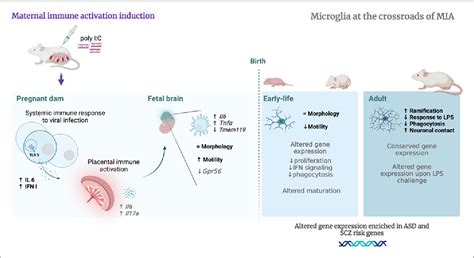 The Outcomes Of Maternal Immune Activation Induced With The Viral Mimetic Poly I C On Microglia