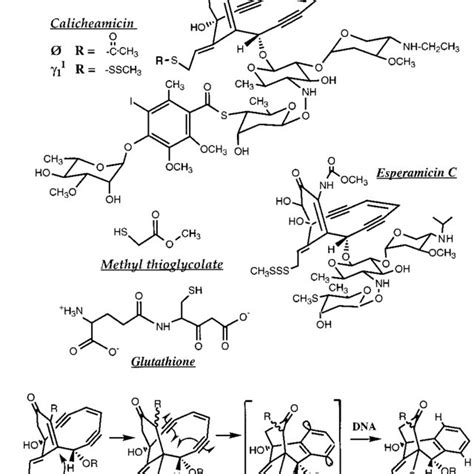 Calicheamicin Causes Negative Writhing Of Plasmid Dna The Effect Of Download Scientific