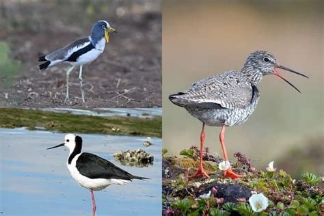 Small Birds With Long Legs 10 Graceful Species With Photos All Bird