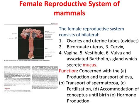 Ppt Female Reproductive System Of Mammals Powerpoint Presentation