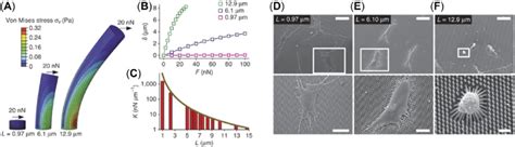 Micropillar Array Contractile Measurement Framework Showing The Download Scientific Diagram