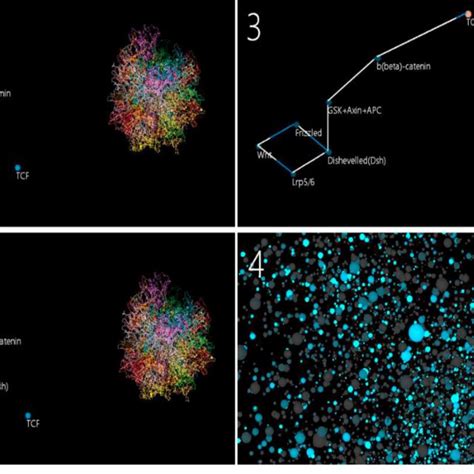 Multiscale Dynamic Visualization Of Signal Transduction Of Wnt Download Scientific Diagram