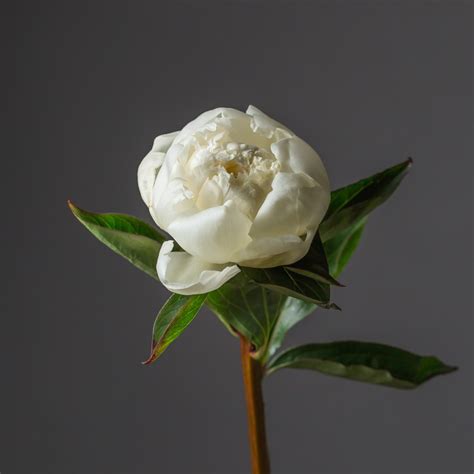 Купить Пион Дюшес де Немур поштучно в Москве 1 шт руб